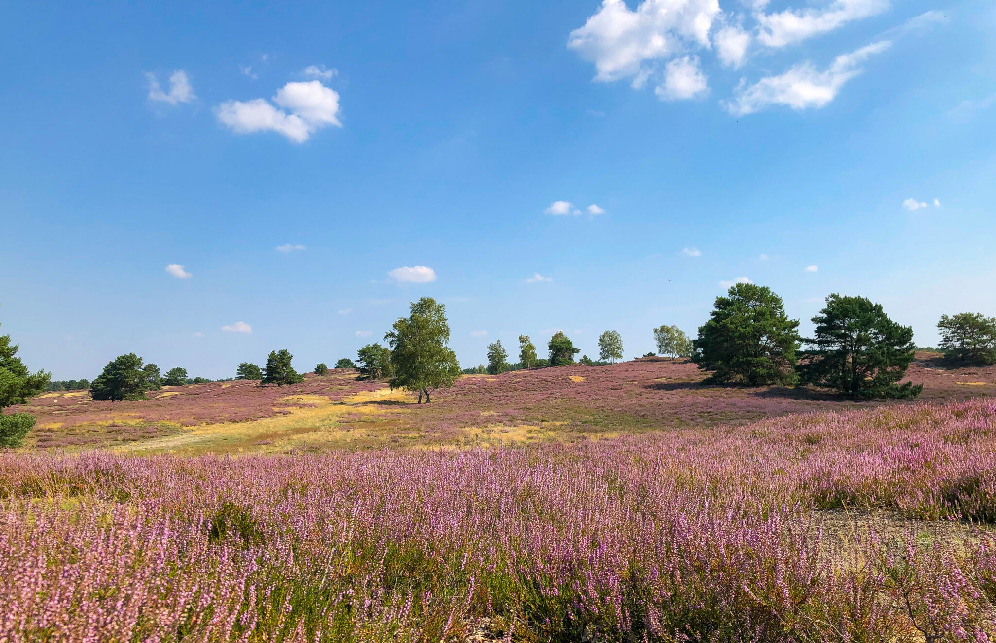 Nemitzer Heide - Trebel
